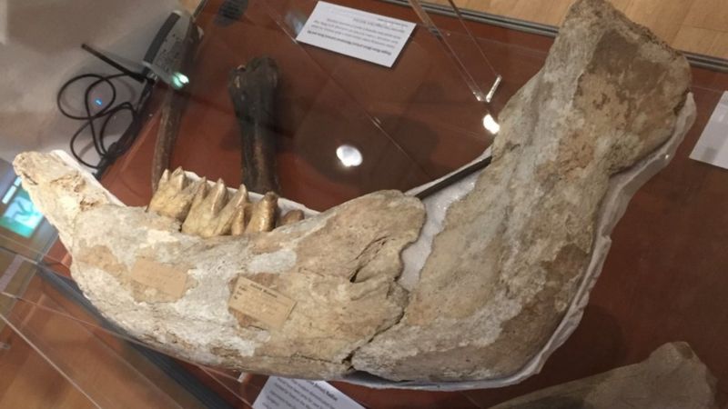 Dream Cave woolly rhino bones return to Wirksworth after 200 years ...