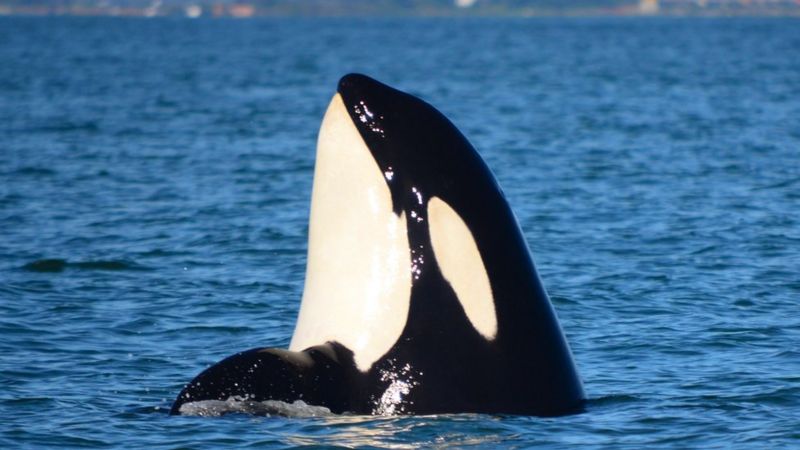 Orca mothers keep 5-tonne sons out of trouble - BBC News