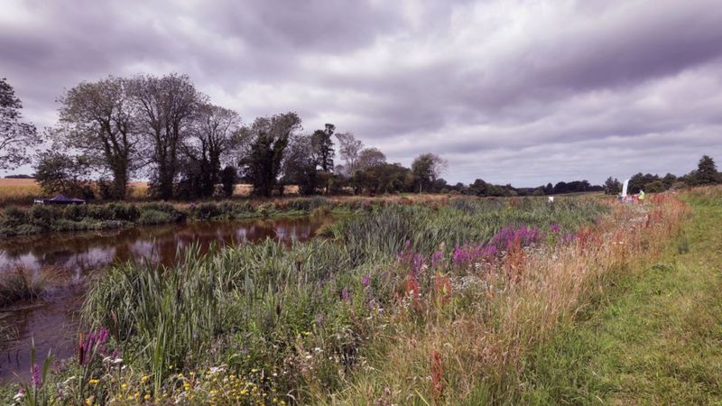 Anglian Water to create wetlands to improve river water quality - BBC News