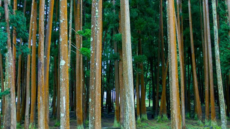 Trees across the world that live for centuries - BBC Newsround