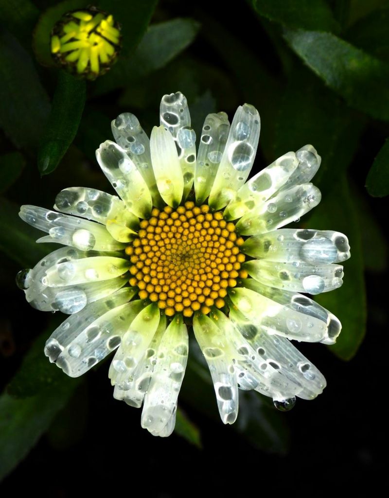 Your pictures of Scotland: 7 July to 14 July - BBC News