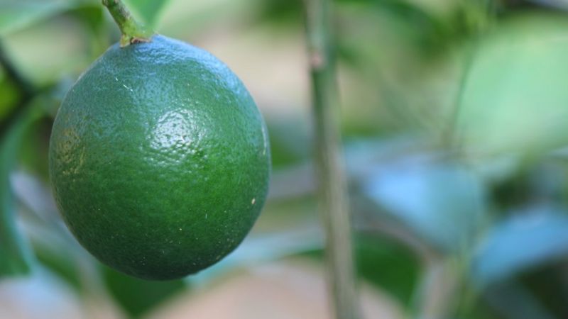 DNA story of when life first gave us lemons - BBC News