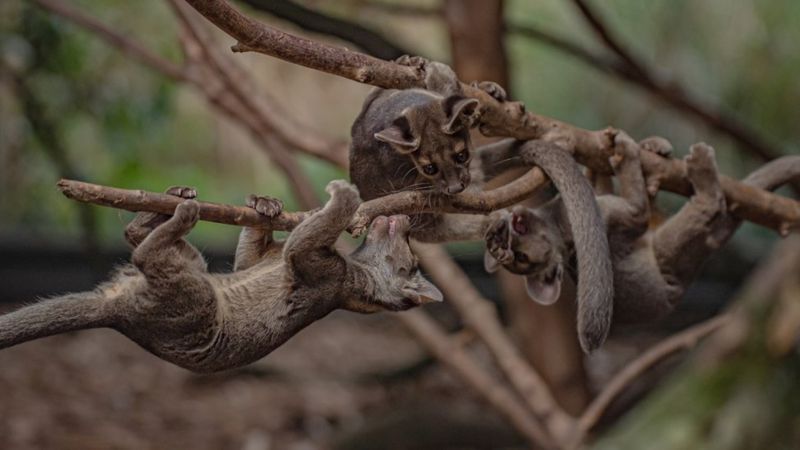 Rare sighting of first fossa pups born at Chester Zoo - BBC News