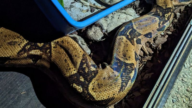 Bishopstoke man attacked by 11ft python calls for extra safety measures ...