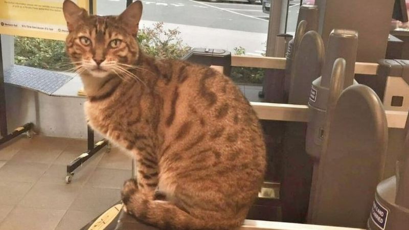 Calls for statue to honour Liverpool station cat - BBC News