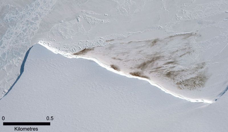 Antarctica: Thousands of emperor penguin chicks wiped out - BBC News