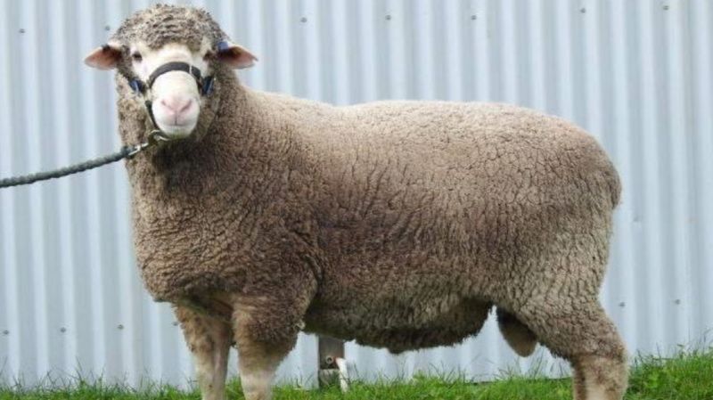 Gwynedd: New 'multi-purpose' sheep bred successfully - BBC News