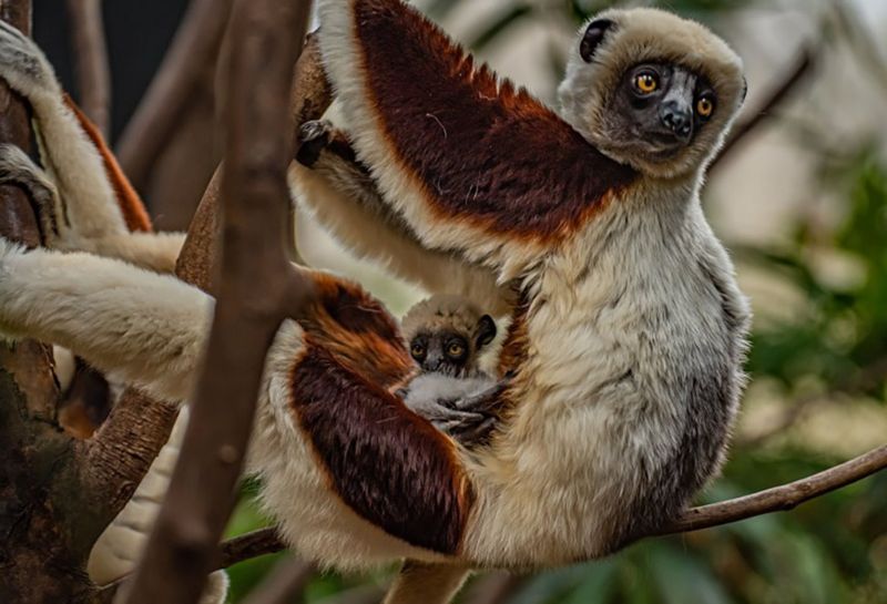 Dancing lemur: Chester Zoo celebrates Coquerel's sifaka birth - BBC News