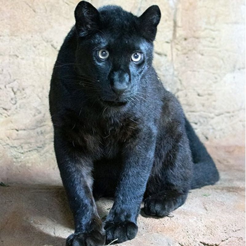Rare black leopard settles into Exmoor Zoo - BBC News
