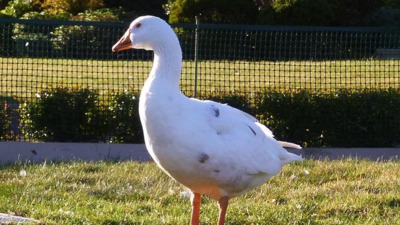 New Zealand goose: How one blind bisexual bird became an icon - BBC News