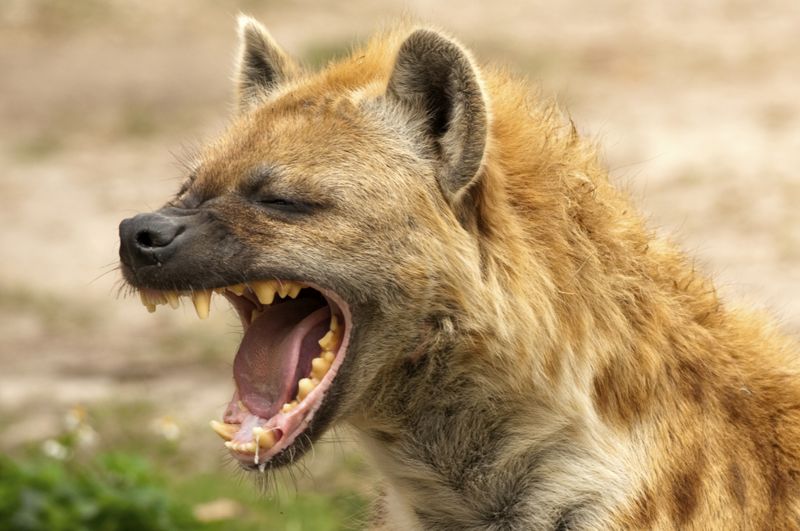 Running with the hyenas of Addis Ababa - BBC News