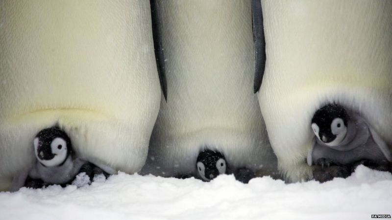 Emperor penguins: New colony found after satellite images spot their ...