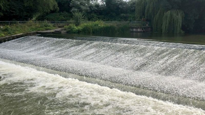 Shrewsbury's leaping salmon perform for photographers - BBC News