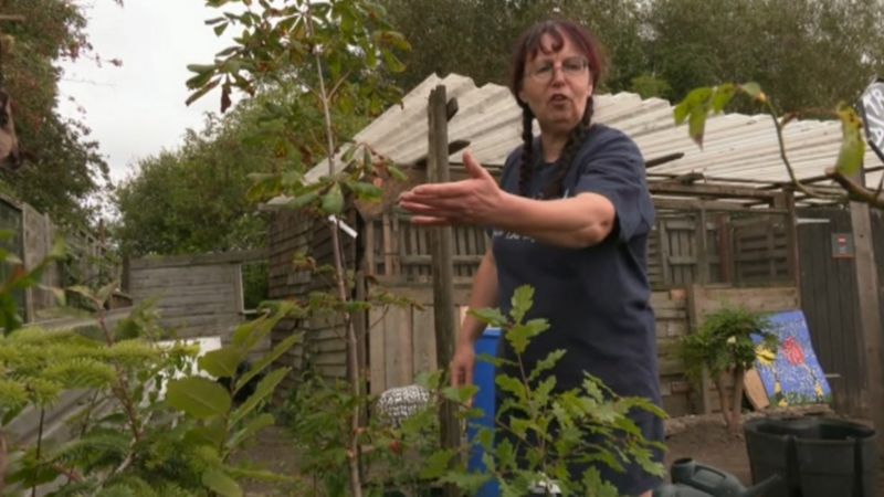 'Tree Amigos' save damaged trees through new Coventry sanctuary - BBC News