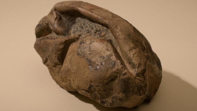 Fossil of giant egg belonged to prehistoric sea reptile - BBC Newsround