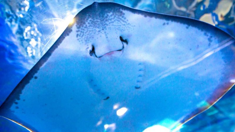 The fish with teeth and other 'human' features! - BBC Newsround