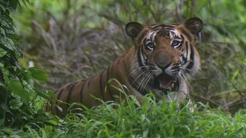Tiger that killed nine people in India shot dead - BBC News