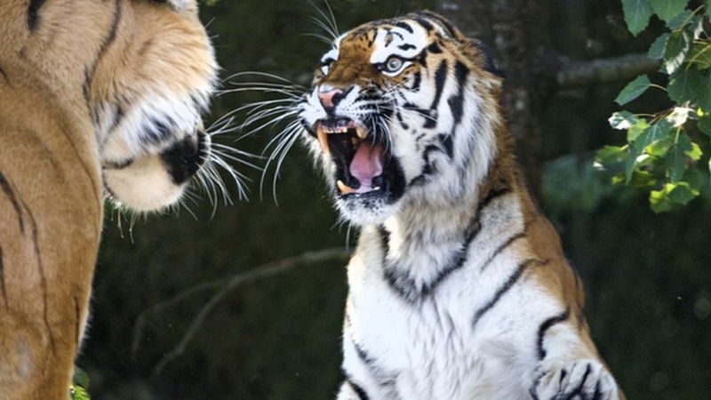 Tigers: New research says the animals fit into two main personality ...
