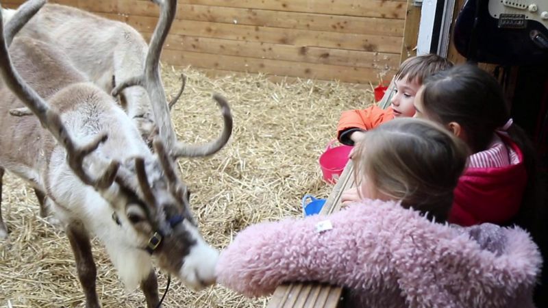 Reindeer hunted by wolverines get safety app - BBC News