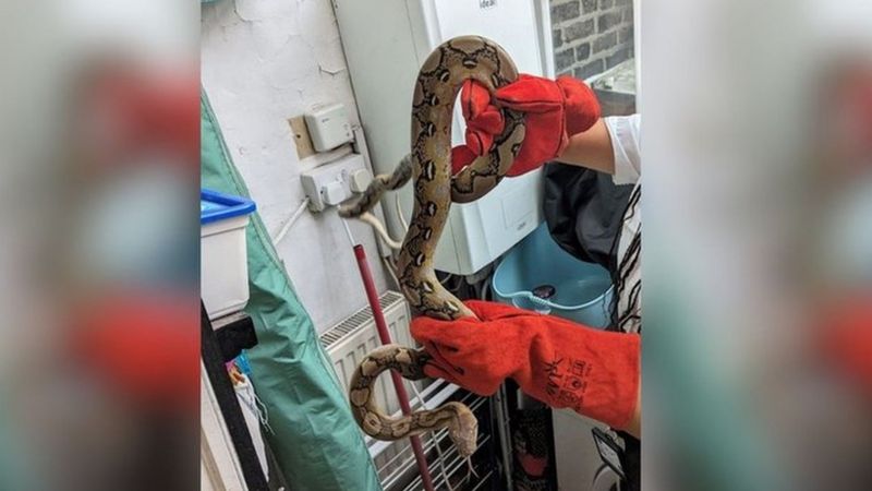 Tooting Bec: Family shocked to find python on kitchen boiler - BBC News