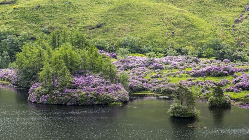 £8.6m boost to restore Wales' Celtic rainforests - BBC News