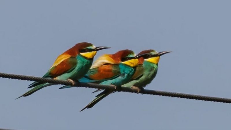 Bee-eaters make historic return to breeding site in Norfolk - BBC News