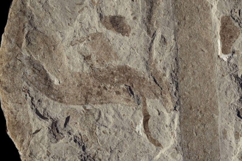 Life forms 'went large' a billion years ago - BBC News