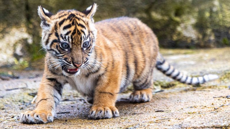 Sumatran tiger twins thriving in first public appearance at Chester Zoo ...