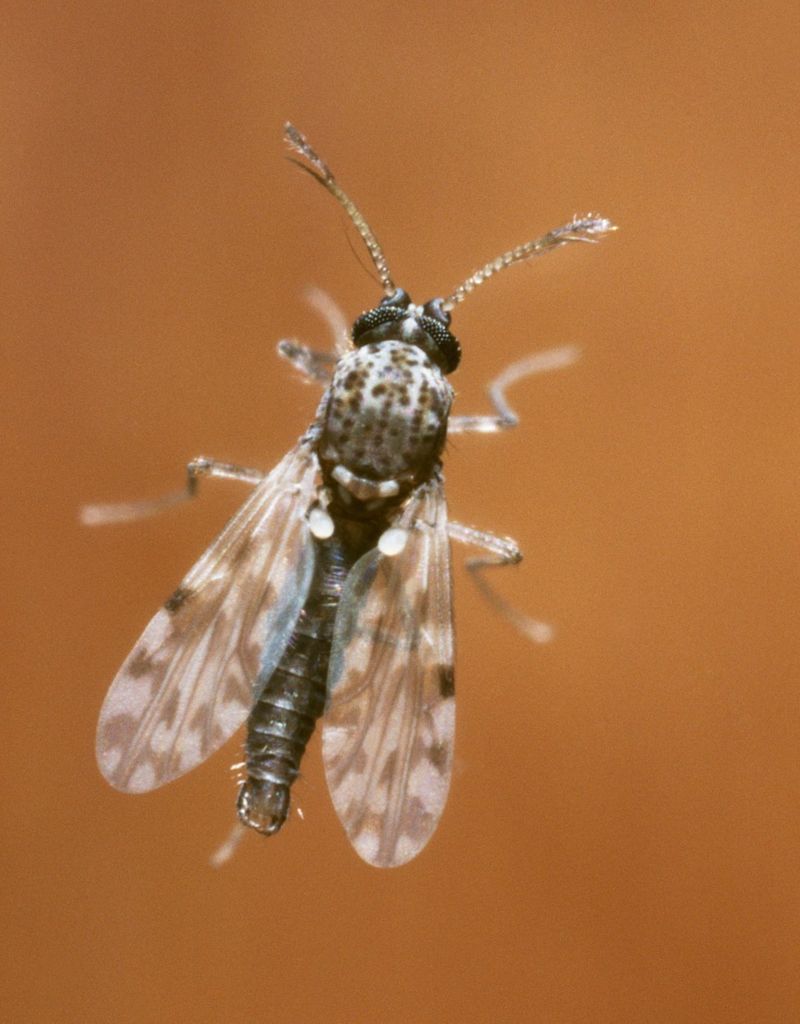 Scotland's midges carrying 'previously unknown viruses' - BBC News