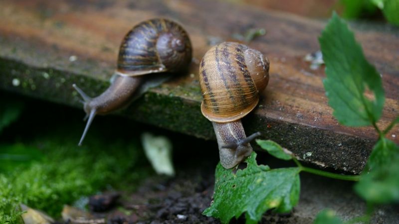 Jeremy the snail finds 'lefty' love after appeal - BBC News