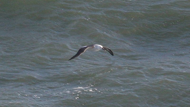 Hundreds flock to see rare albatross in East Yorkshire - BBC News