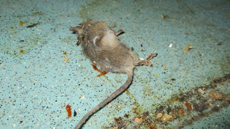 Positive Steps Nursery kitchen closed after dead mouse found - BBC News
