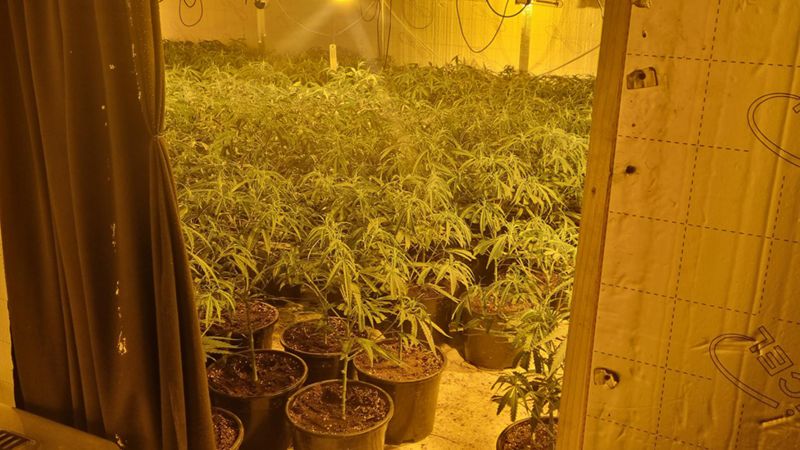 Cannabis Plants Worth £2m Seized In West Yorkshire Police Raid Bbc News