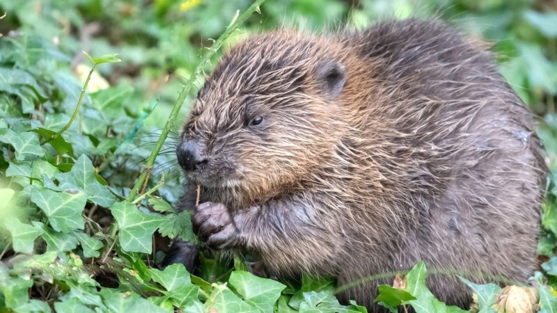 Holnicote beaver named after England Lioness Mary Earps - BBC News