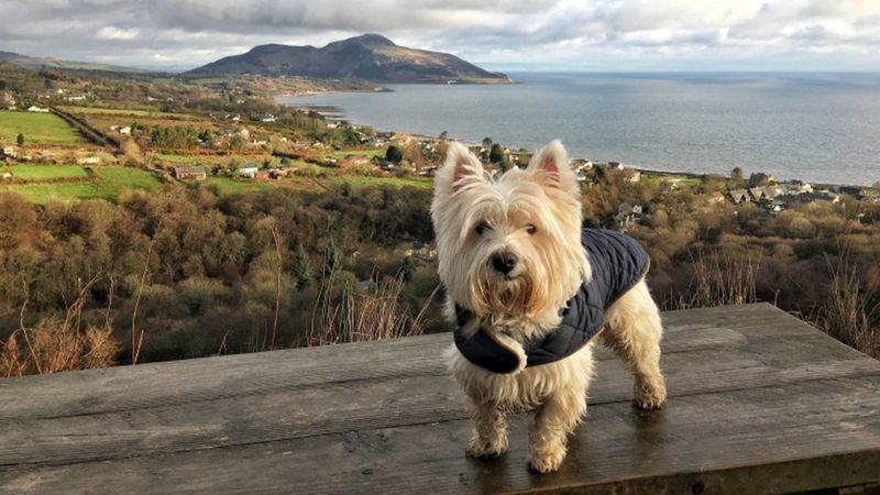Meet Scotland's 'most well-travelled dog' - BBC News