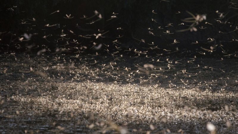 Nature crisis: 'Insect apocalypse' more complicated than thought - BBC News