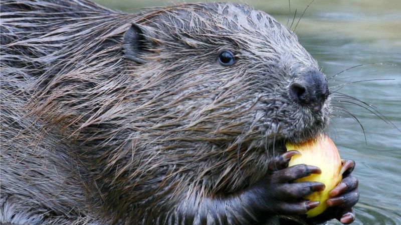 beaver-return-benefits-environment-bbc-news