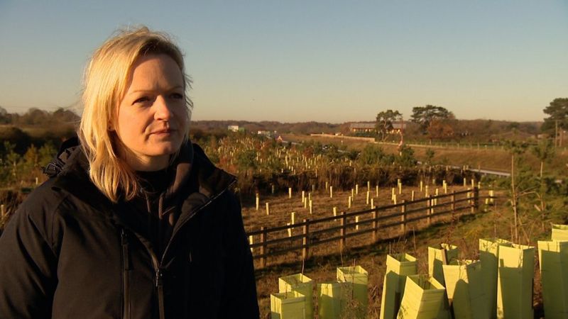 Norwich NDR bat bridges 'are not working' - BBC News