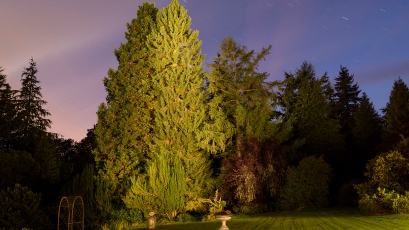 Scotland's Tree of the Year finalists unveiled - BBC News