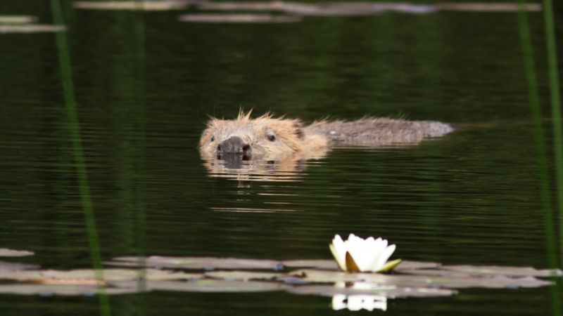 Wales beaver reintroduction 'could cut flash-flooding' - BBC News