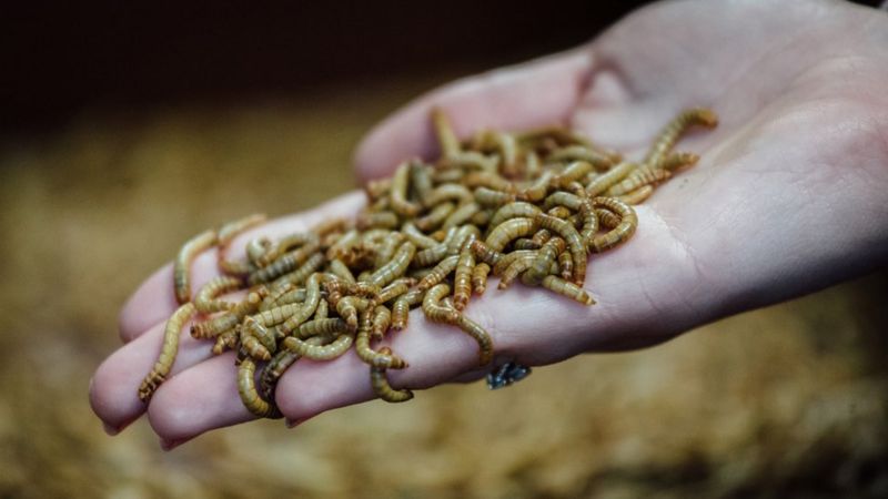 The edible insects coming to a supermarket near you - BBC News