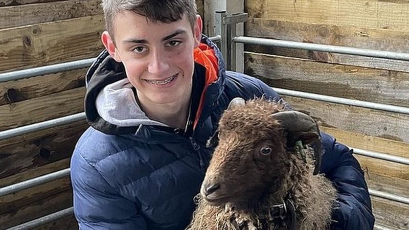 Sheep therapy venture helps girl with brain condition - BBC News
