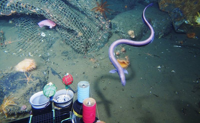 Diving into the world of the dead - BBC News