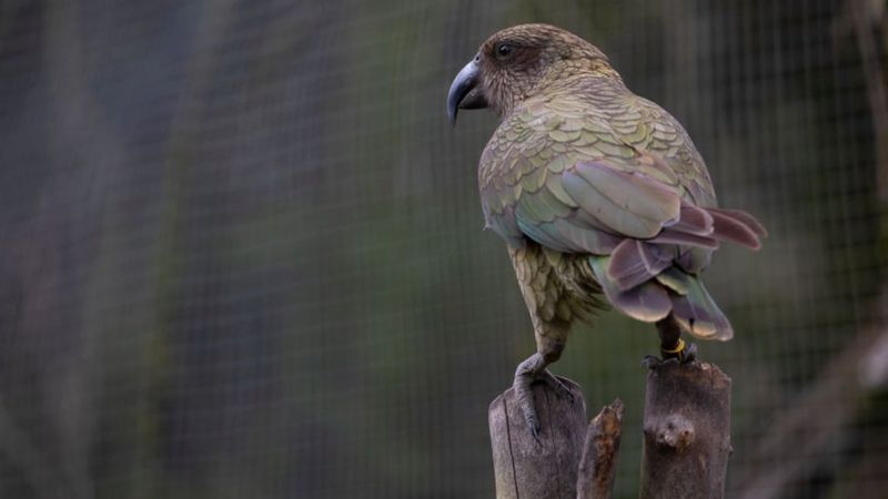 The kea parrots who can make predictions - BBC Newsround
