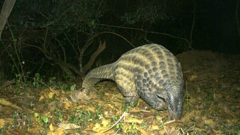 Pangolins: Rare insight into world's most trafficked mammal - BBC News