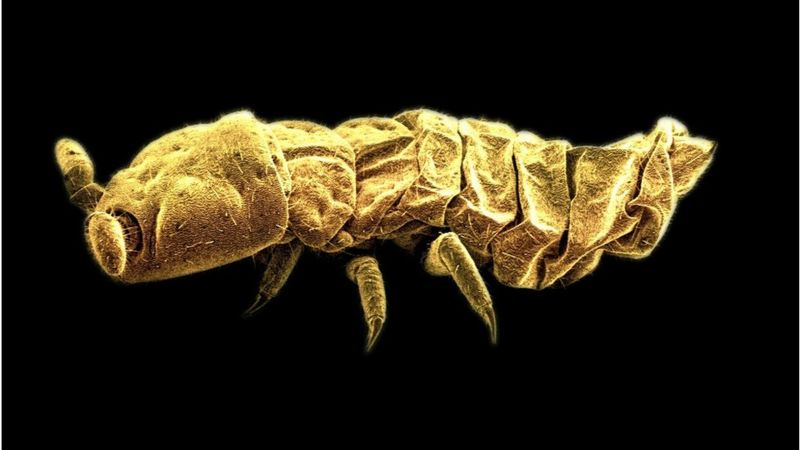 Is this hairy crab the newest species found in the UK? - BBC News