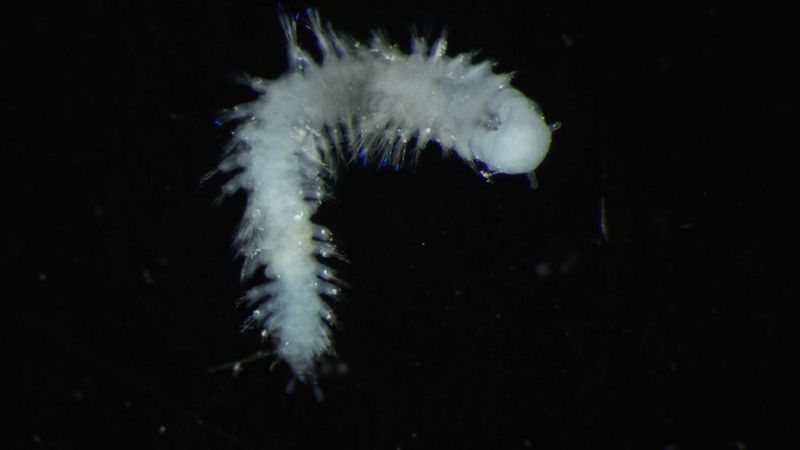 New species discovered deep in the Pacific Ocean - BBC Newsround