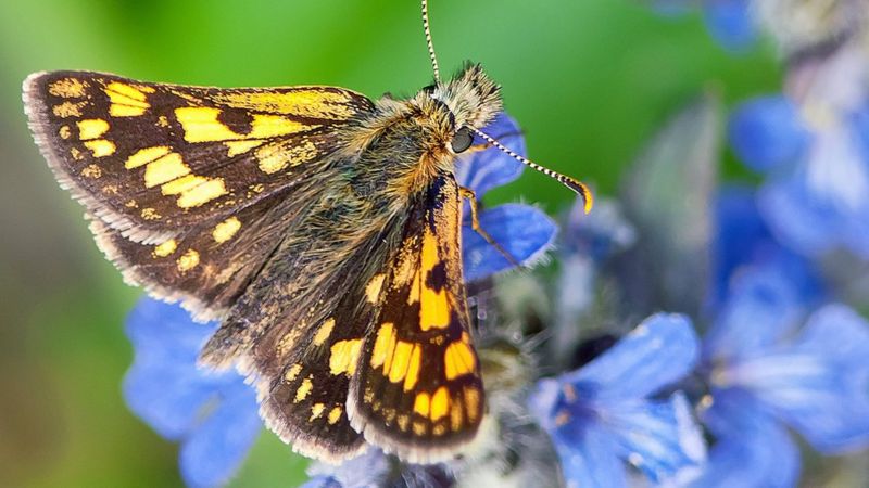 Extinct butterfly to be reintroduced in England - BBC News