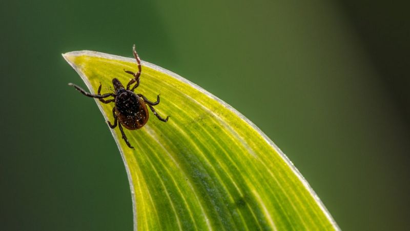 Por que extinção de parasitas que causam doenças deixa cientistas em ...