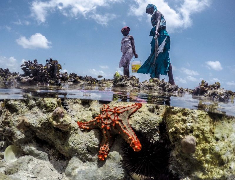 The octopus hunters of Zanzibar - BBC News